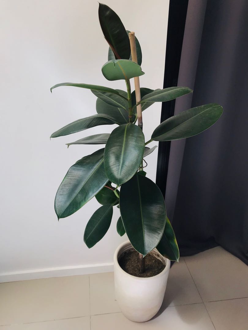Potted Tall Multi Branch Burgundy Ficus Elastica Rubber Tree Indoor ...