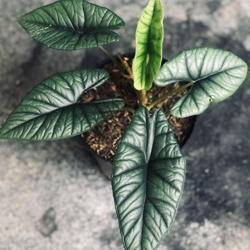 (Rare) Alocasia Bisma, Furniture & Home Living, Gardening, Plants ...