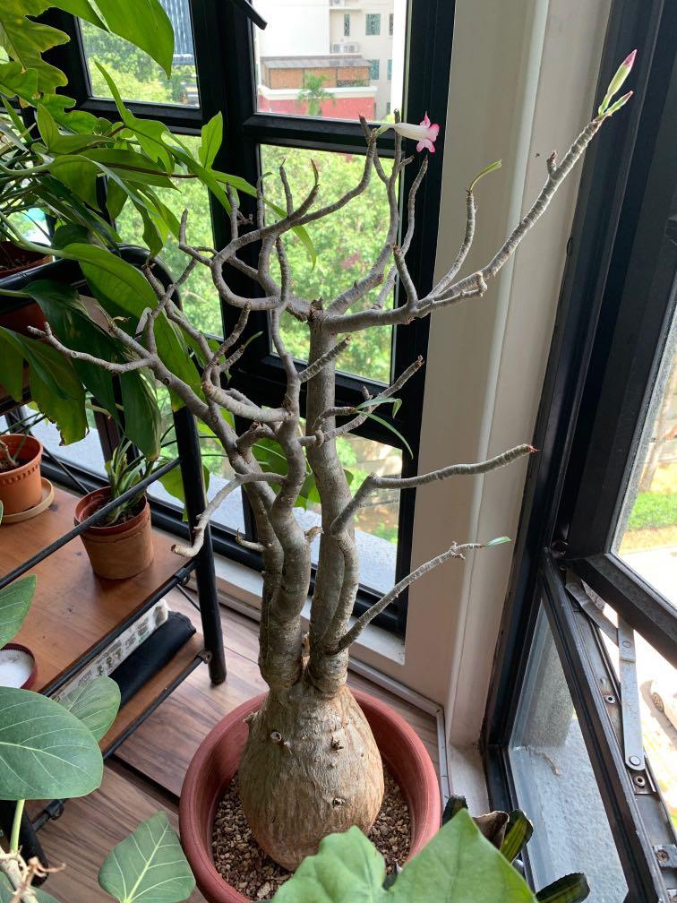 Adenium somalense Tanzania Nova, Furniture & Home Living, Gardening ...