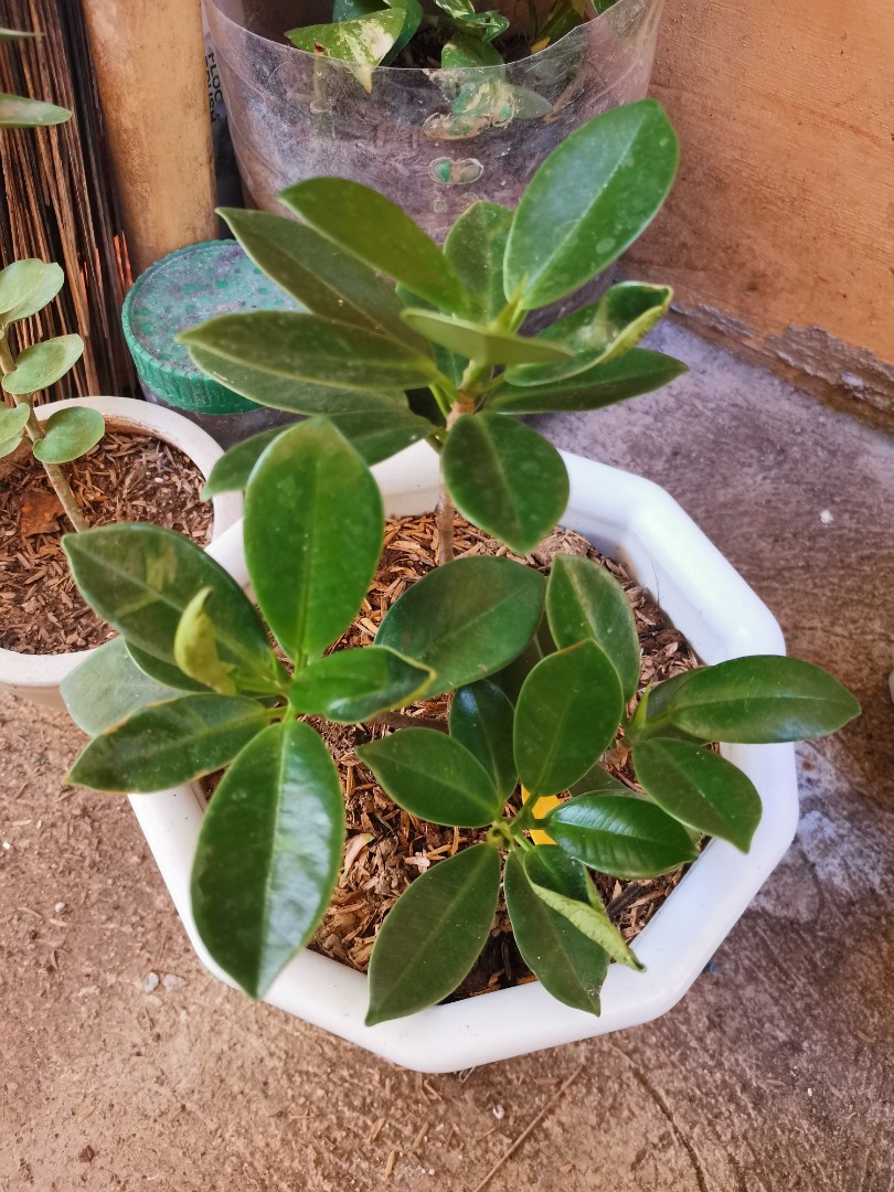 Ficus nana, Furniture & Home Living, Gardening, Plants & Seeds on Carousell