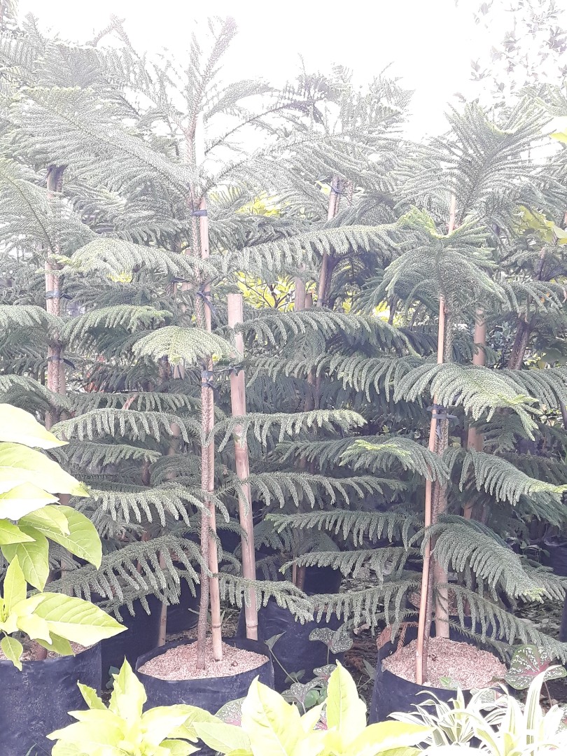 Lucaria pine tree 6ft, Furniture & Home Living, Gardening, Plants ...