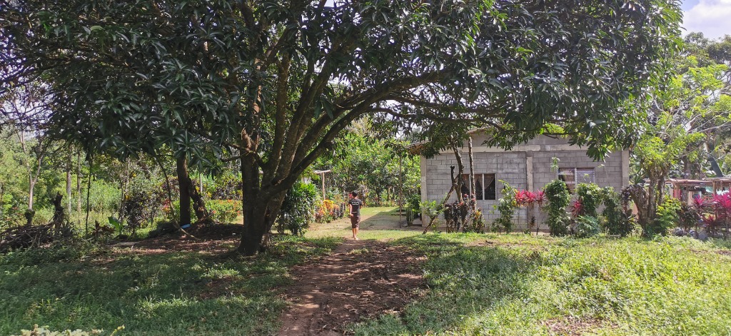 Farm Lot with more than 50 Mango Trees at Mabato, Rosario, Batangas on ...