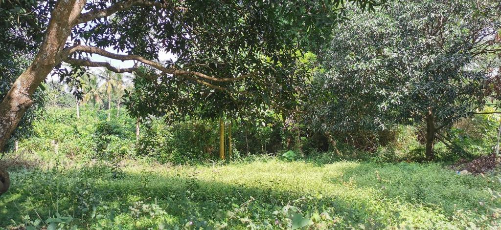 Farm Lot with more than 50 Mango Trees at Mabato, Rosario, Batangas on ...