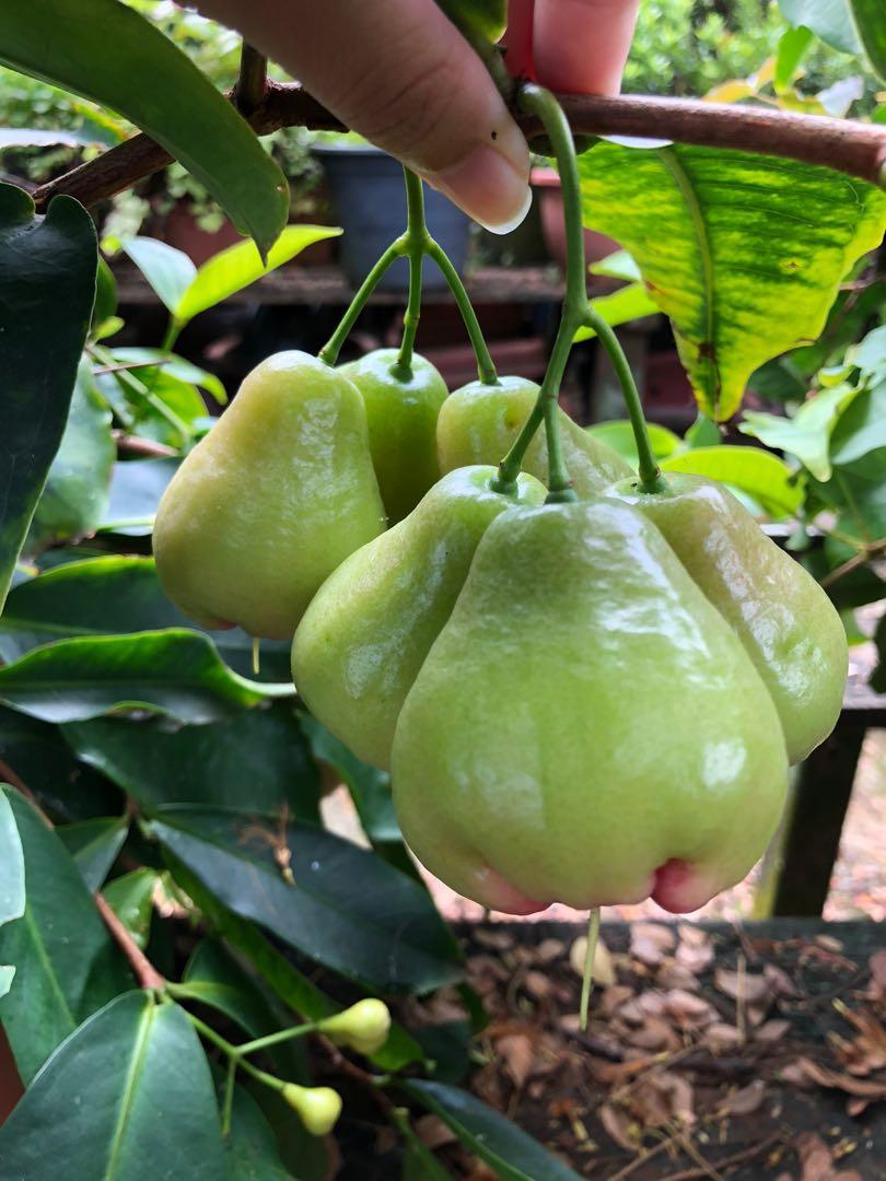 Fruiting Taiwanese Red Rose Apple/ Jambu Air Potted plant, Furniture ...