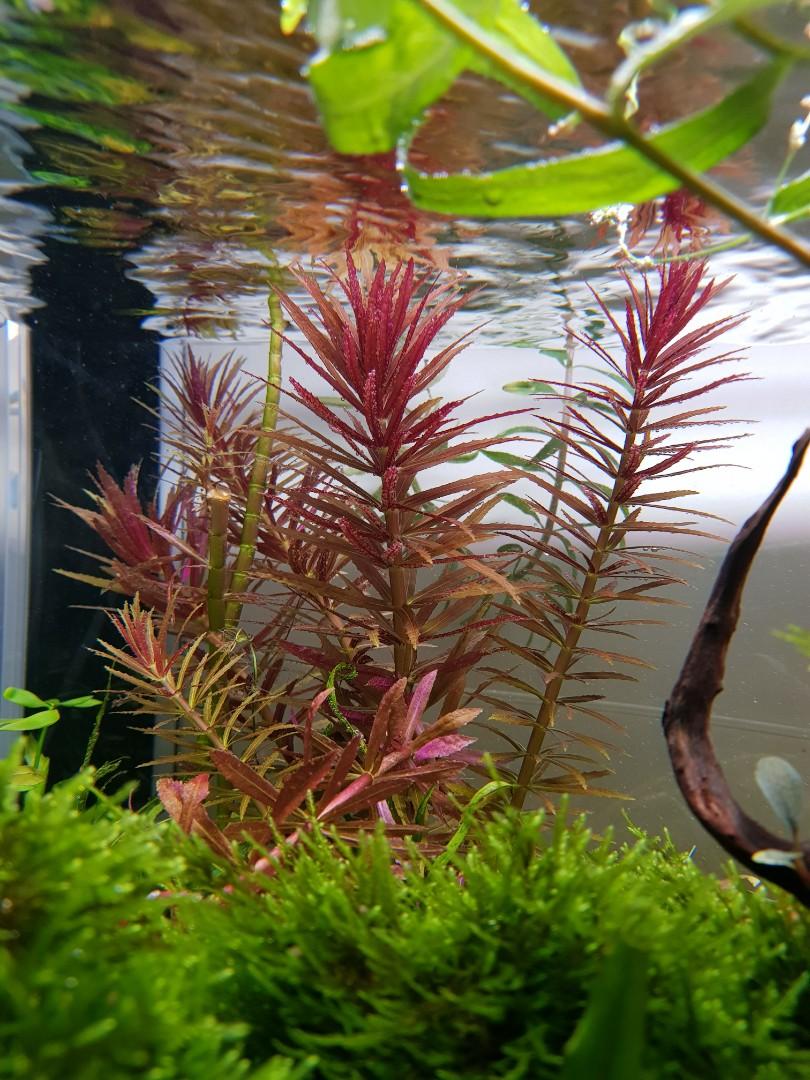 Limnophila Aromatica Hippuroides