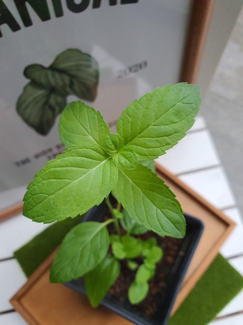 RARE Black Thai mint, Furniture & Home Living, Gardening, Plants ...