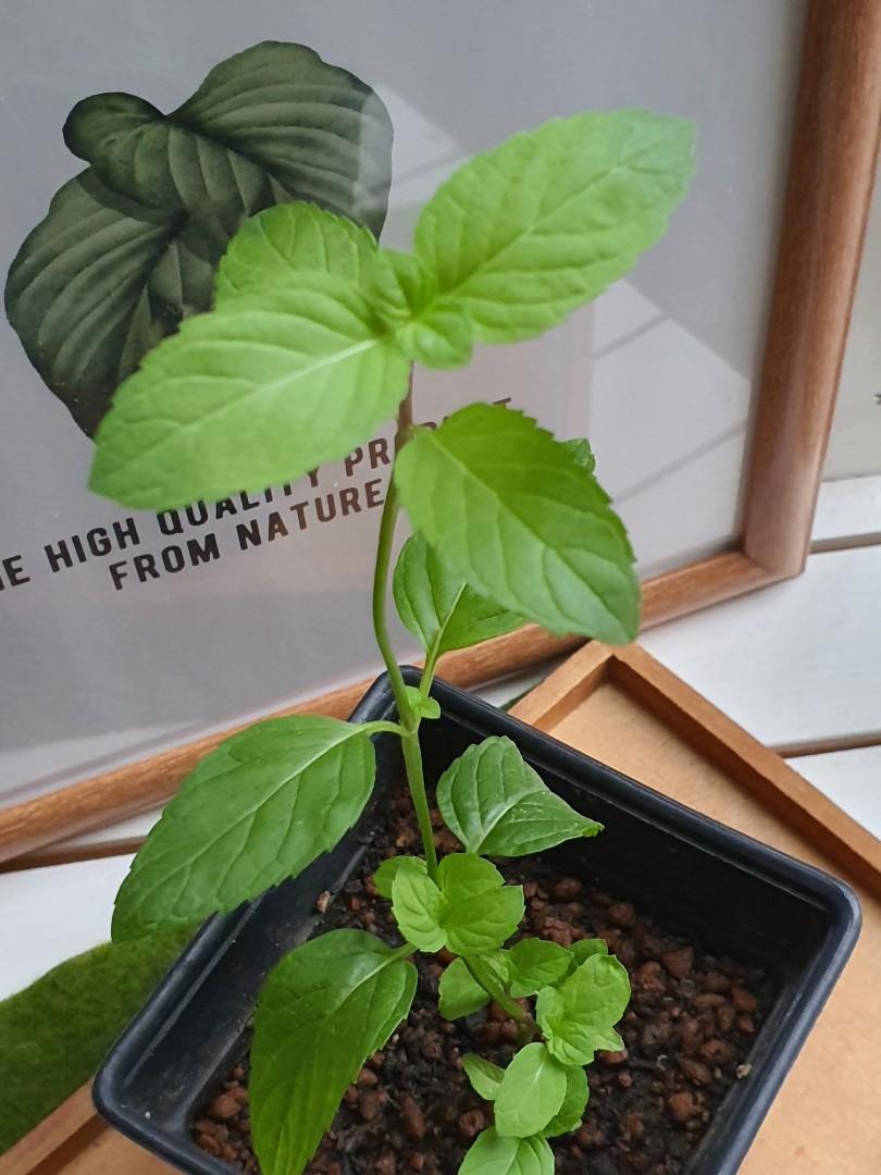 RARE Black Thai mint, Furniture & Home Living, Gardening, Plants ...