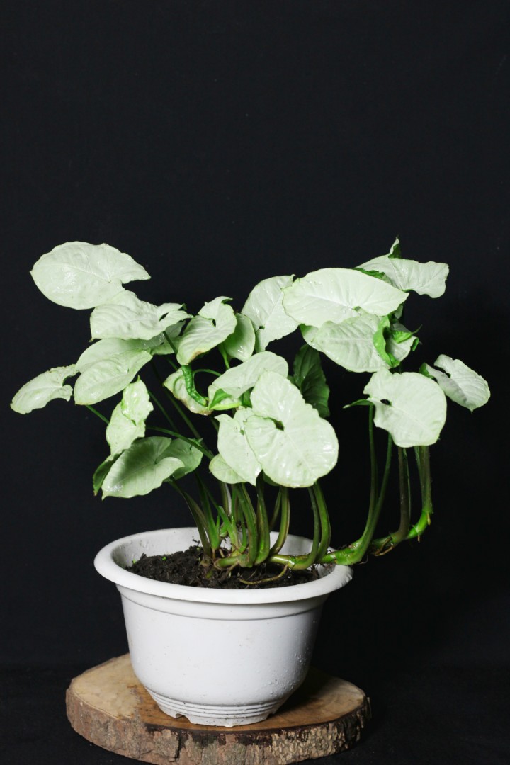 Syngonium Moonshine (Trailing), Furniture & Home Living, Gardening ...