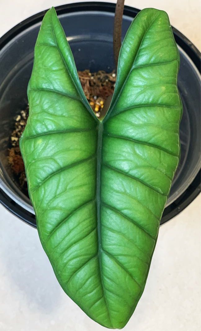 Alocasia Bisma, Furniture & Home Living, Gardening, Plants & Seeds on ...