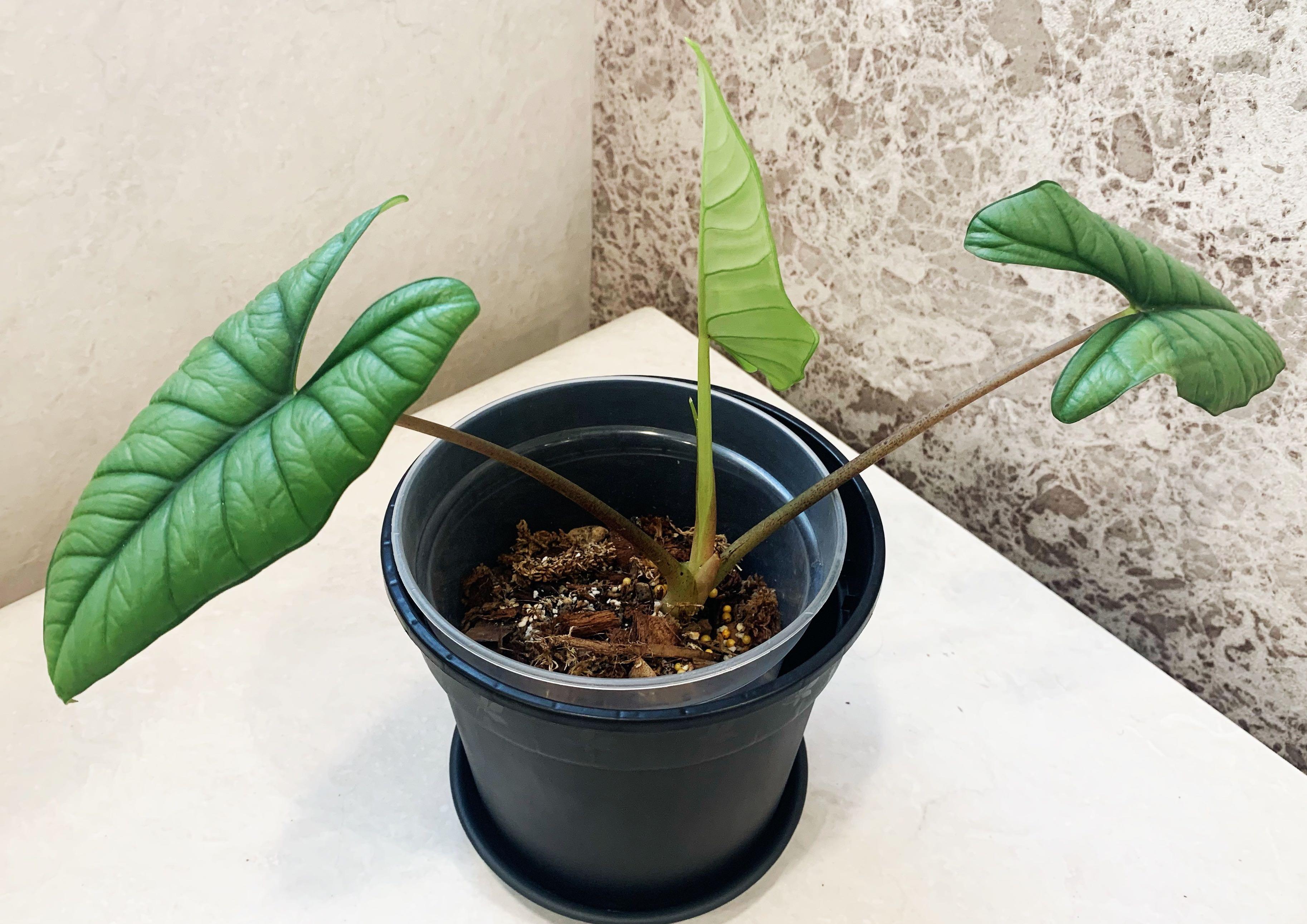 Alocasia Bisma, Furniture & Home Living, Gardening, Plants & Seeds on ...