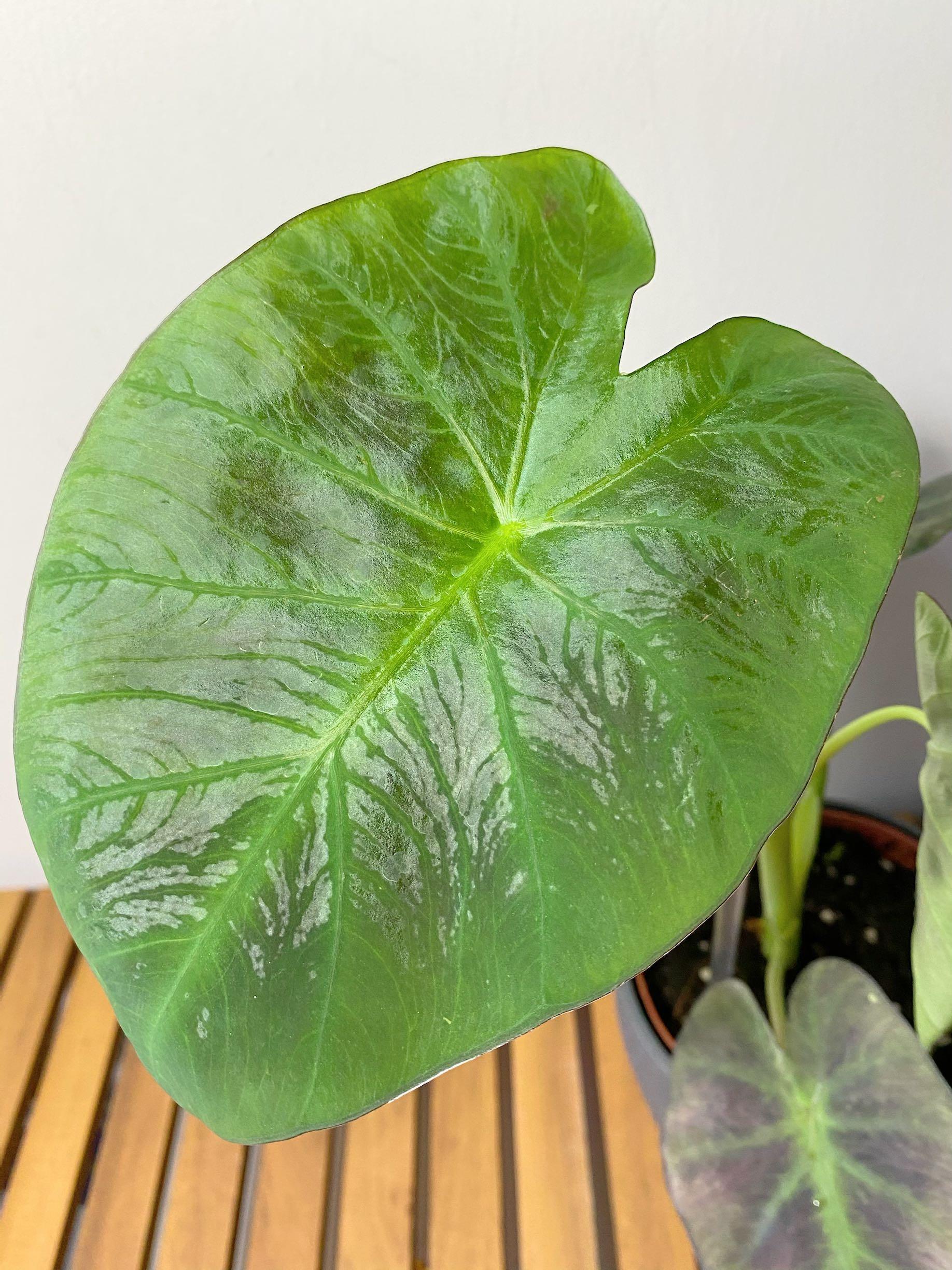 Colocasia esculenta 'Royal Hawaiian Aloha ', Gardening, Plants on Carousell