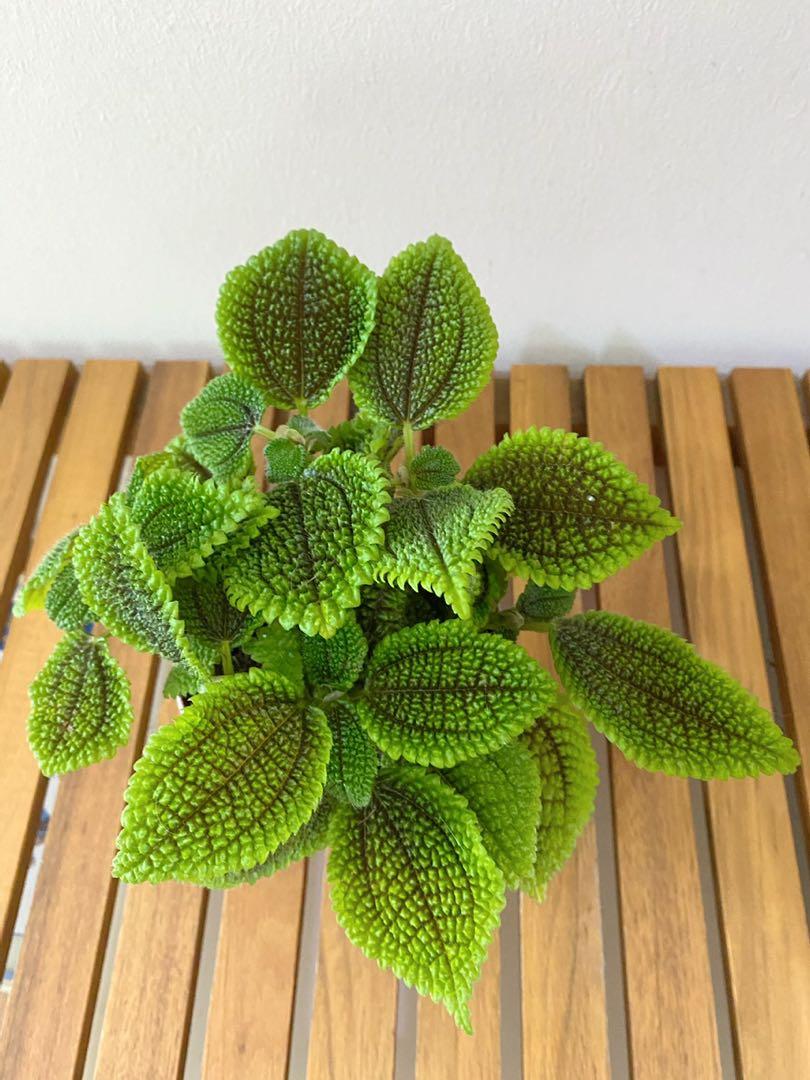 Pilea Involucrata ‘Moon Valley’ - Friendship plant, Furniture & Home ...