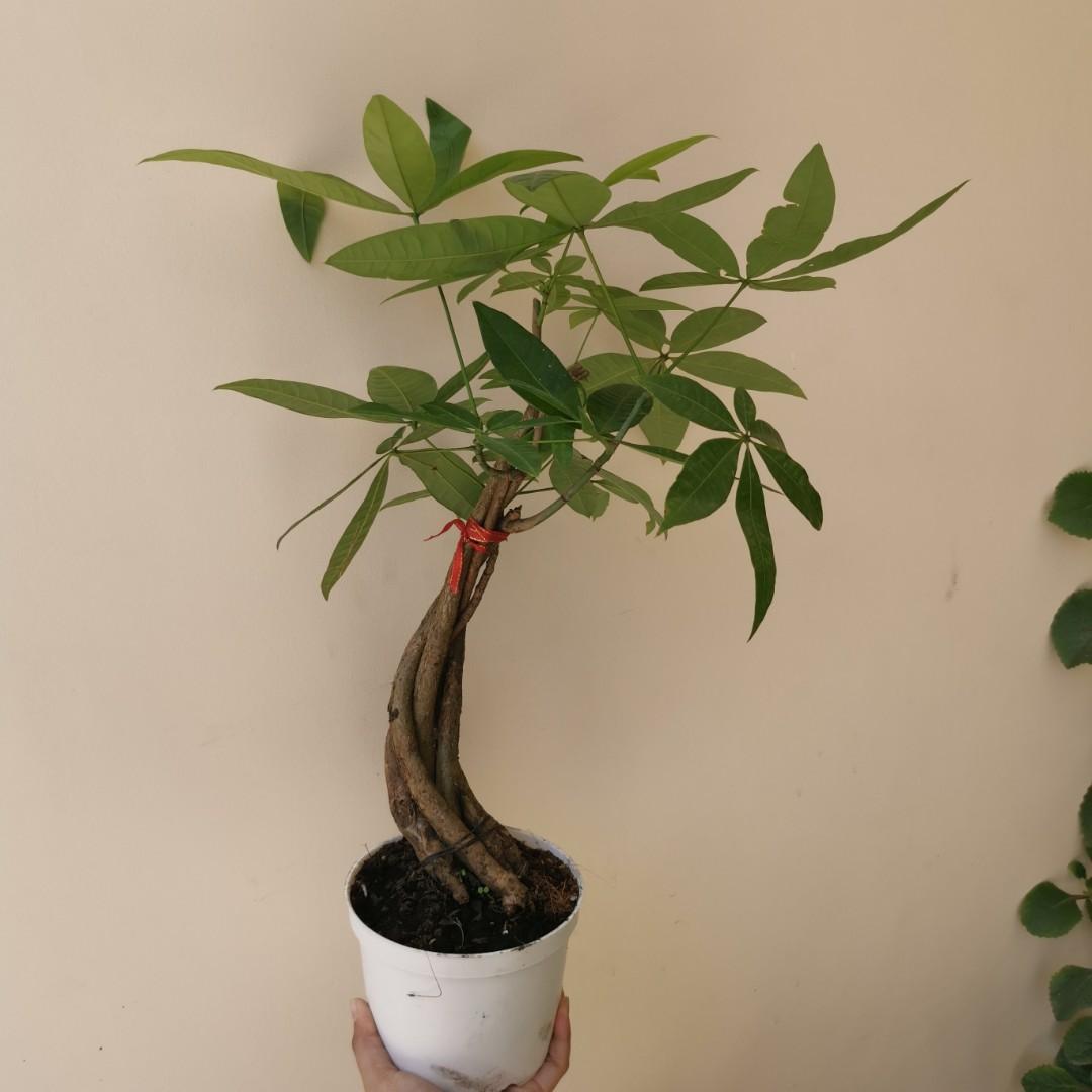 Money Tree 2 feet, Furniture & Home Living, Gardening, Plants & Seeds ...