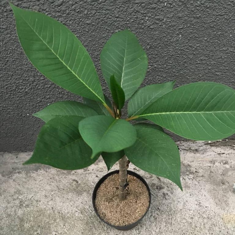 Plumeria rubra (Kalachuchi tree with red flower), Furniture & Home ...