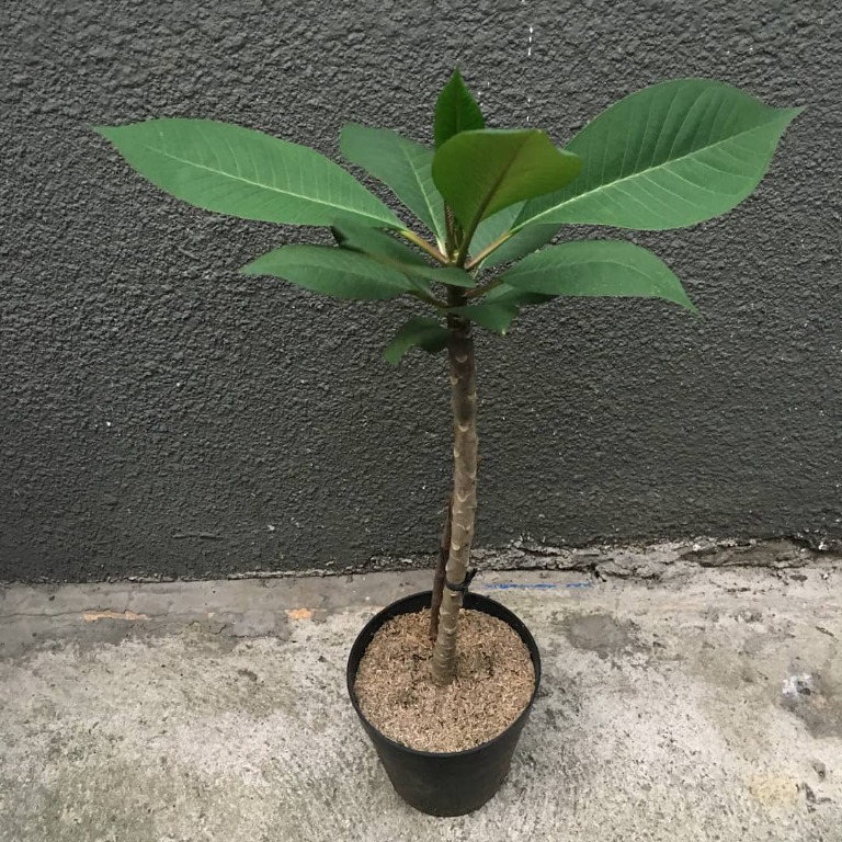 Plumeria rubra (Kalachuchi tree with red flower), Furniture & Home ...