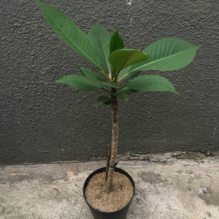 Plumeria rubra (Kalachuchi tree with red flower), Furniture & Home ...