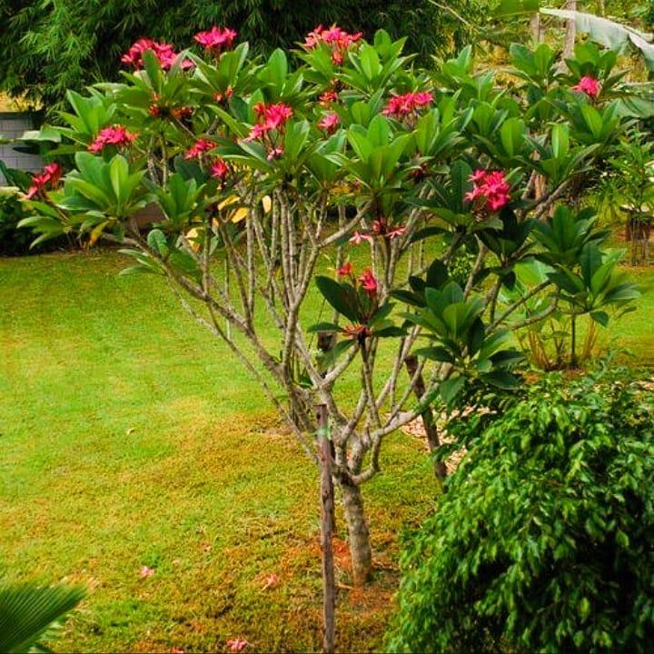 Plumeria rubra (Kalachuchi tree with red flower), Furniture & Home ...