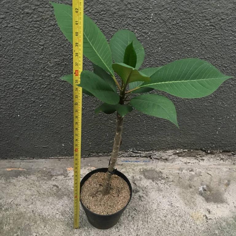 Plumeria rubra (Kalachuchi tree with red flower), Furniture & Home ...