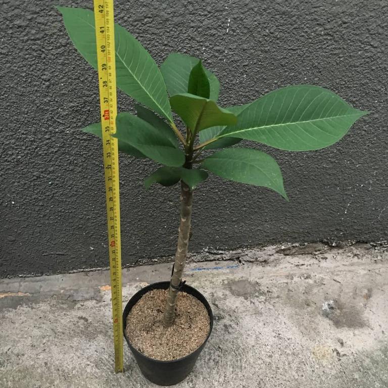 Plumeria rubra (Kalachuchi tree with red flower), Furniture & Home ...