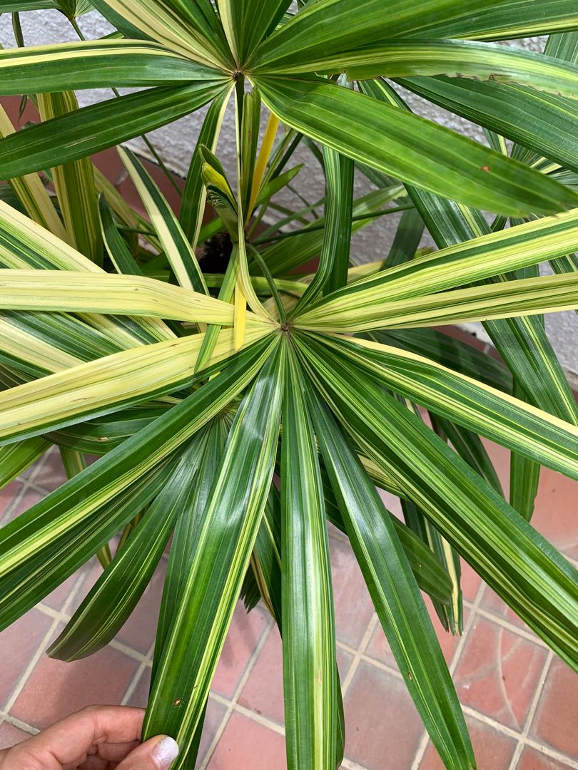 Variegated Rhapis Excelsa Palm, Furniture & Home Living, Gardening ...