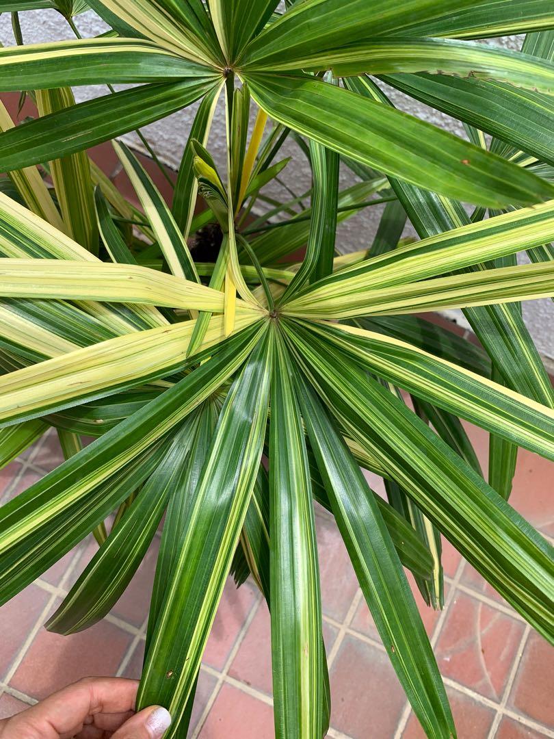 Variegated Rhapis Excelsa Palm, Furniture & Home Living, Gardening ...