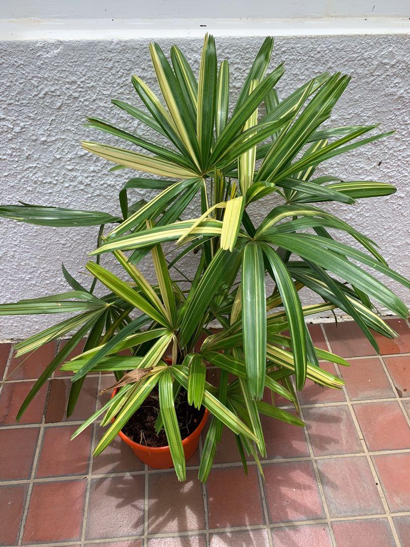 Variegated Rhapis Excelsa Palm, Furniture & Home Living, Gardening ...