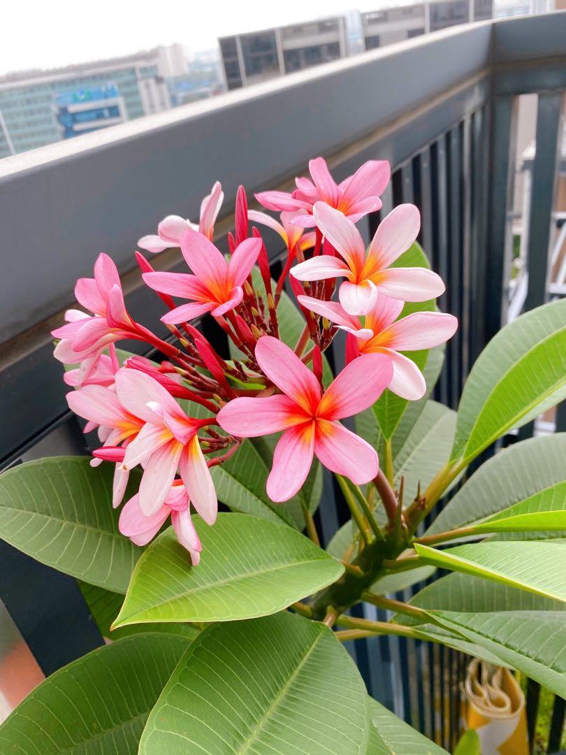 2 Big mature frangipani trees, Furniture & Home Living, Gardening ...