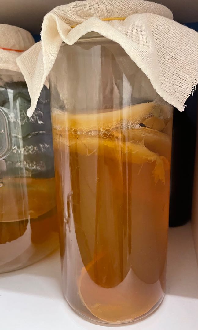 Kombucha Scoby, Food & Drinks, Beverages on Carousell