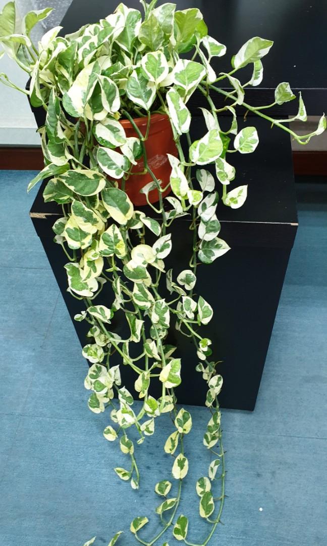 Long trailing Njoy Pothos, Furniture & Home Living, Home Decor ...