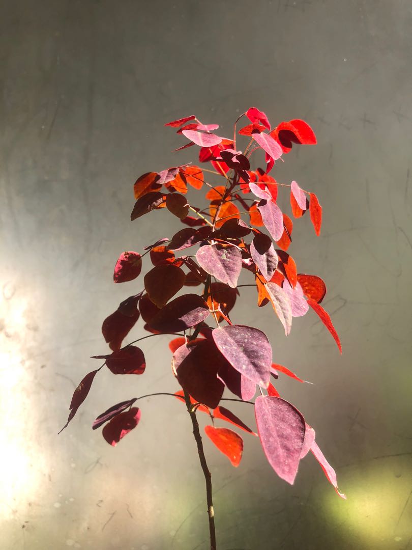 Oxalis Hedysaroides Rubra Fire Fern, Furniture & Home Living, Gardening ...