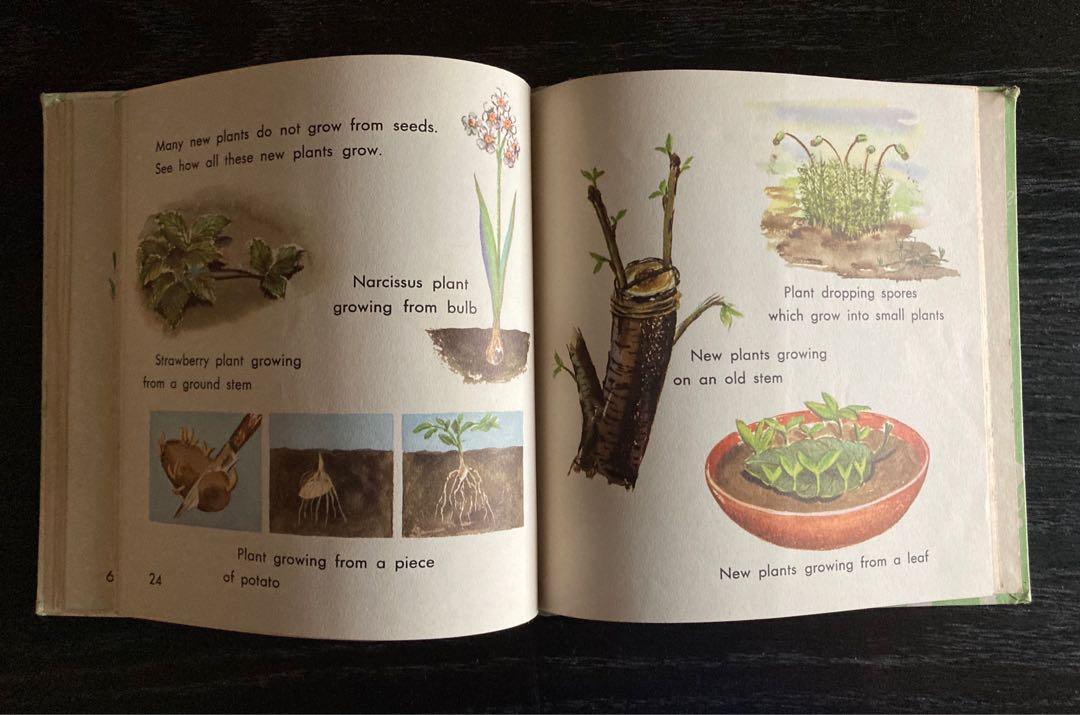 1960 What is A Plant, Gene Darby book, Hobbies & Toys, Books ...