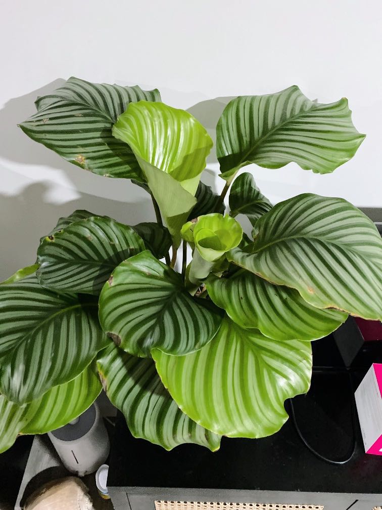 Giant Calathea Orbifolia, Furniture & Home Living, Gardening, Plants ...