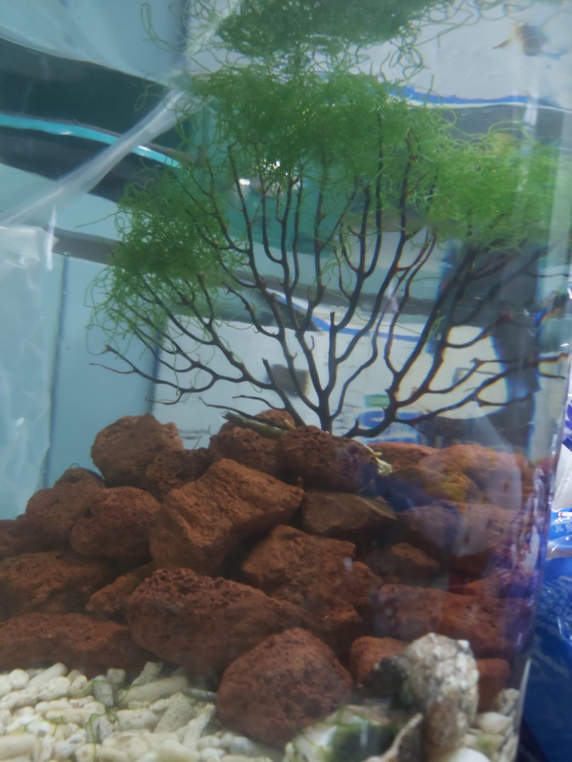 Opae ula tank, Pet Supplies, Homes & Other Pet Accessories on Carousell