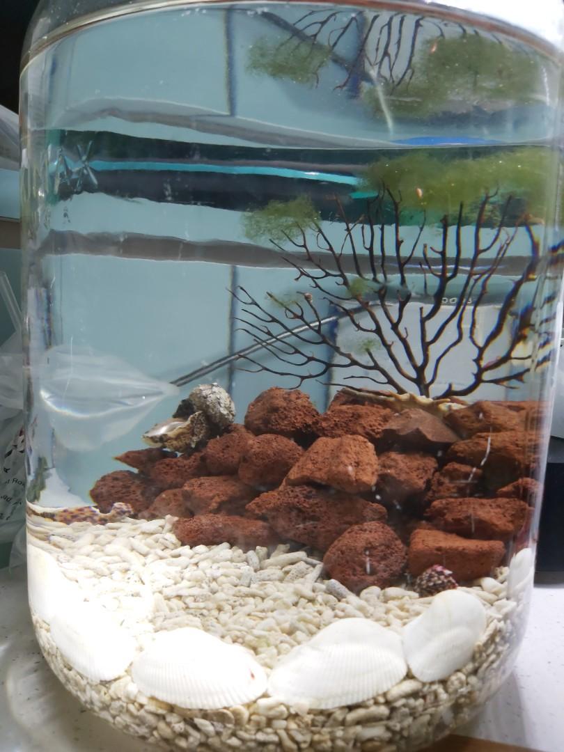 Opae ula tank, Pet Supplies, Homes & Other Pet Accessories on Carousell