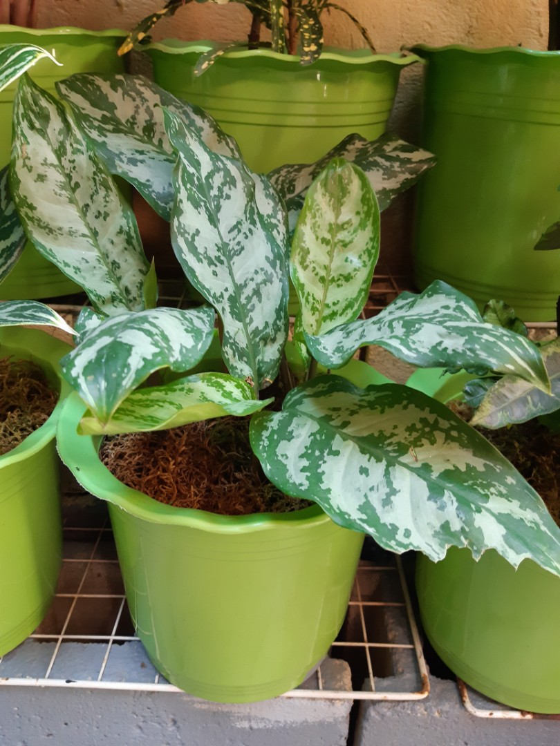 Aglaonema silver king, Furniture & Home Living, Gardening, Plants ...