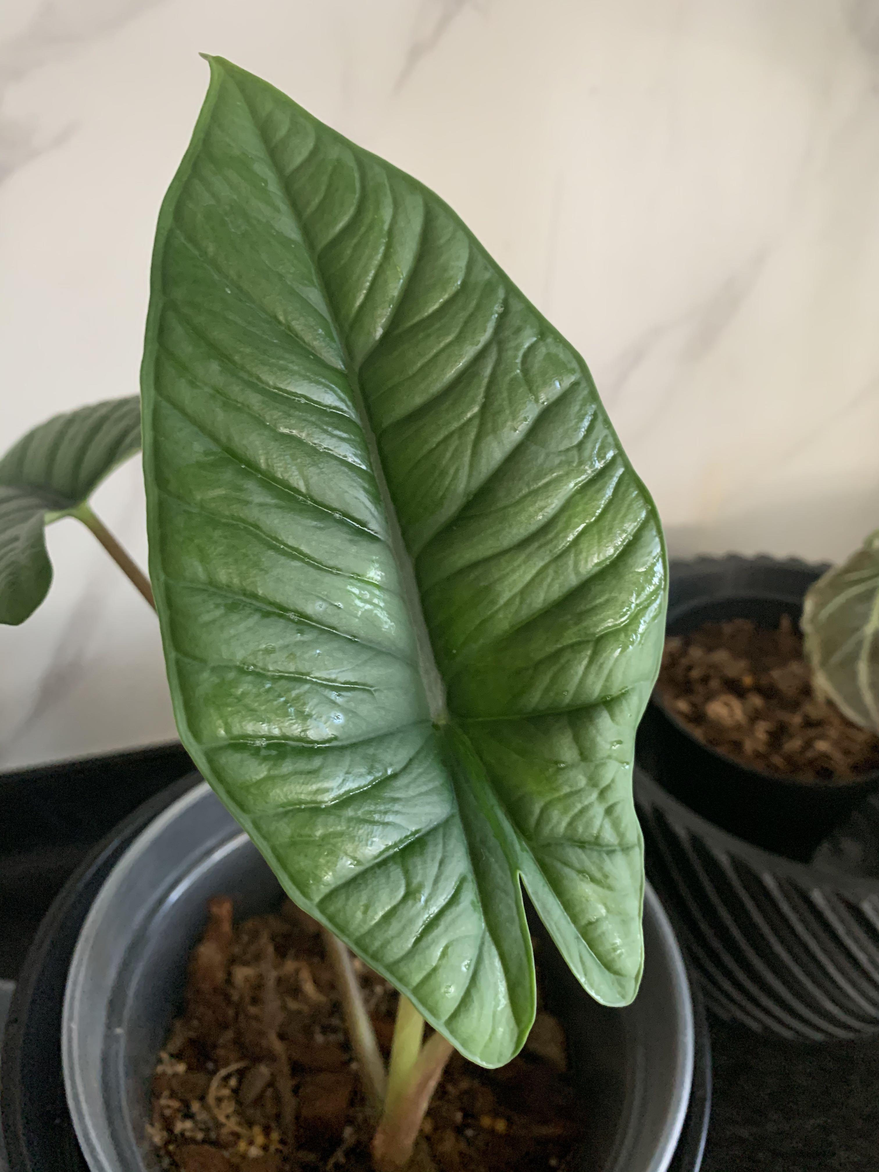 Alocasia Bisma, Furniture & Home Living, Gardening, Plants & Seeds on ...