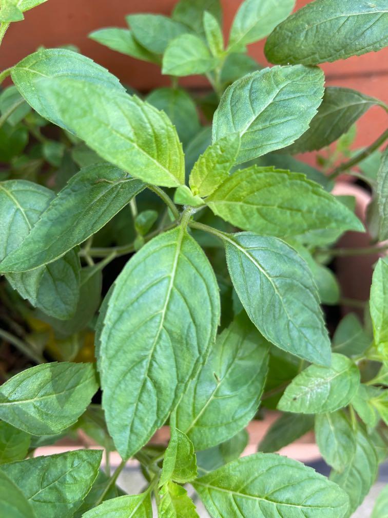 Australian Peppermint!!, Furniture & Home Living, Gardening, Plants ...