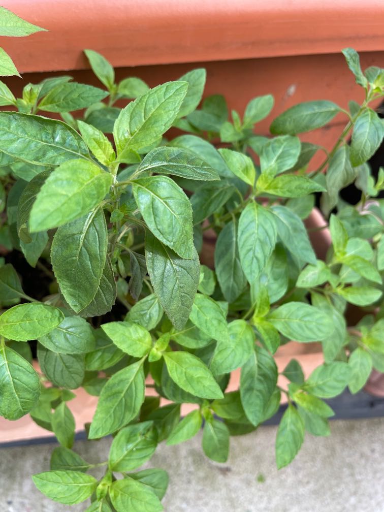 Australian Peppermint!!, Furniture & Home Living, Gardening, Plants ...