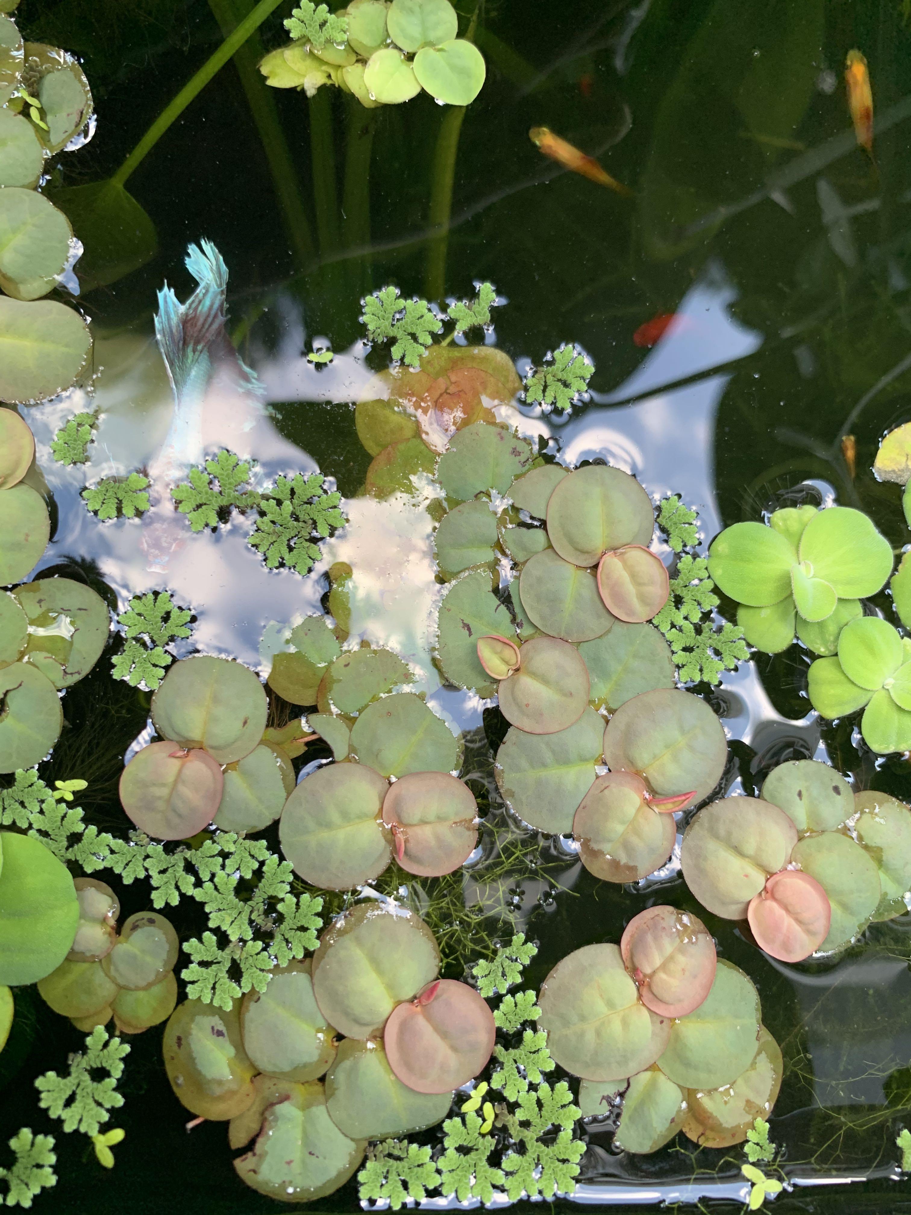 Bundle set 4 aquarium plants & 2 floating plants azolla mosquito fern ...