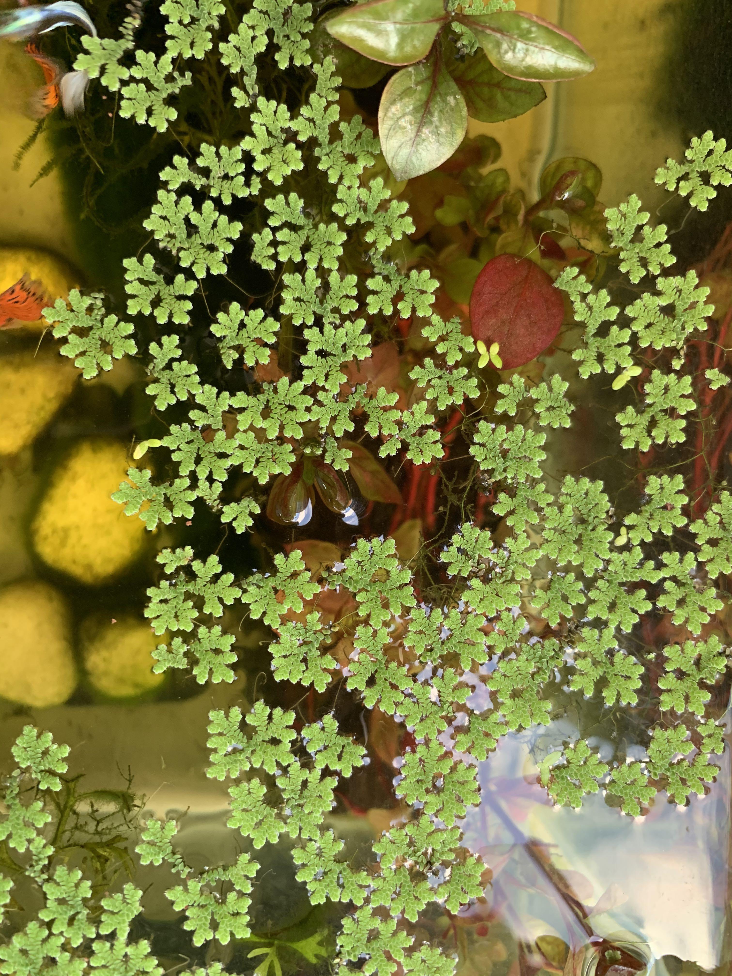 Bundle set 4 aquarium plants & 2 floating plants azolla mosquito fern ...