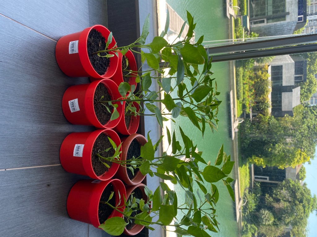 Chilli Plants - (Bullet) Malaysian Chili, Gardening, Plants on Carousell