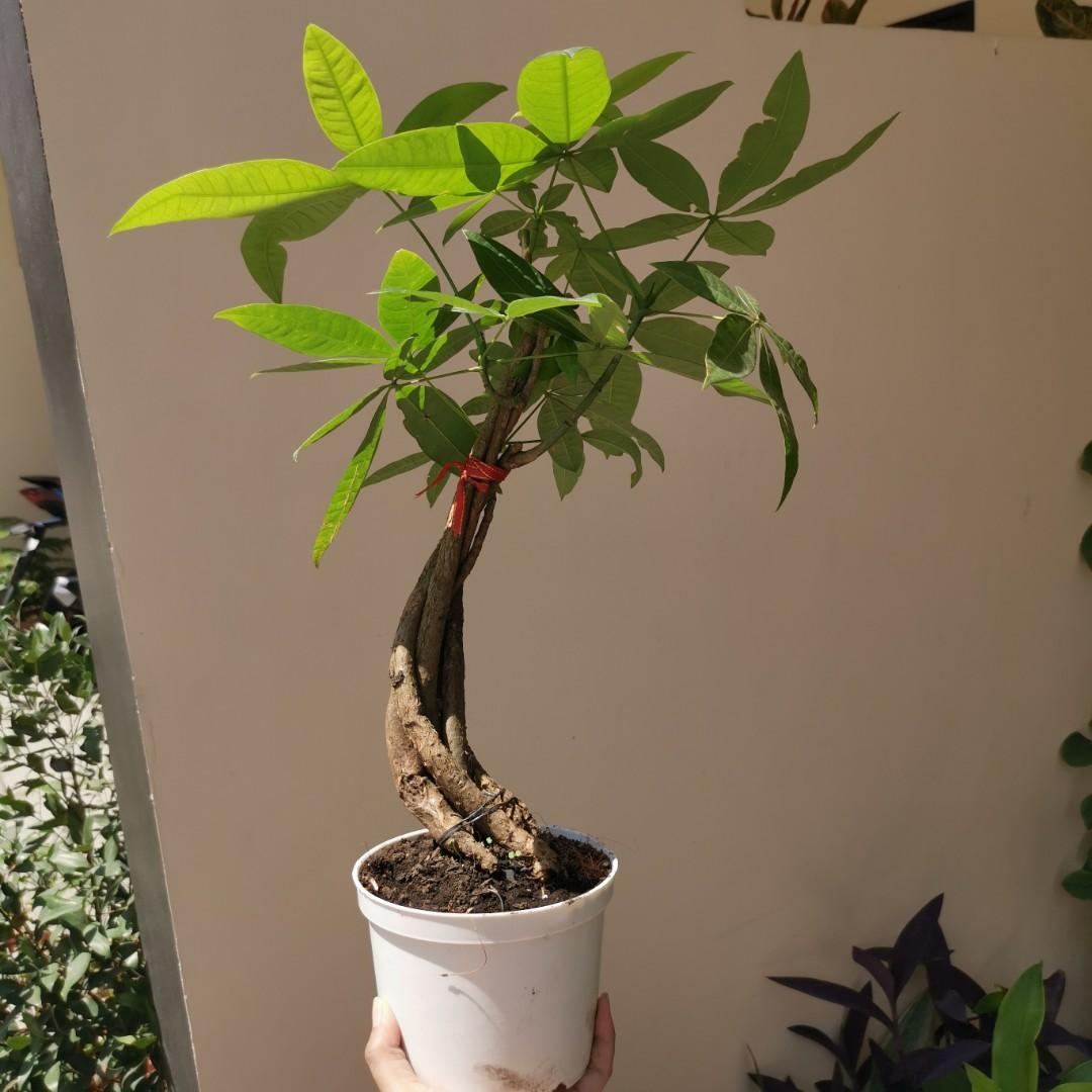 Money Tree 2 feet, Furniture & Home Living, Gardening, Plants & Seeds ...