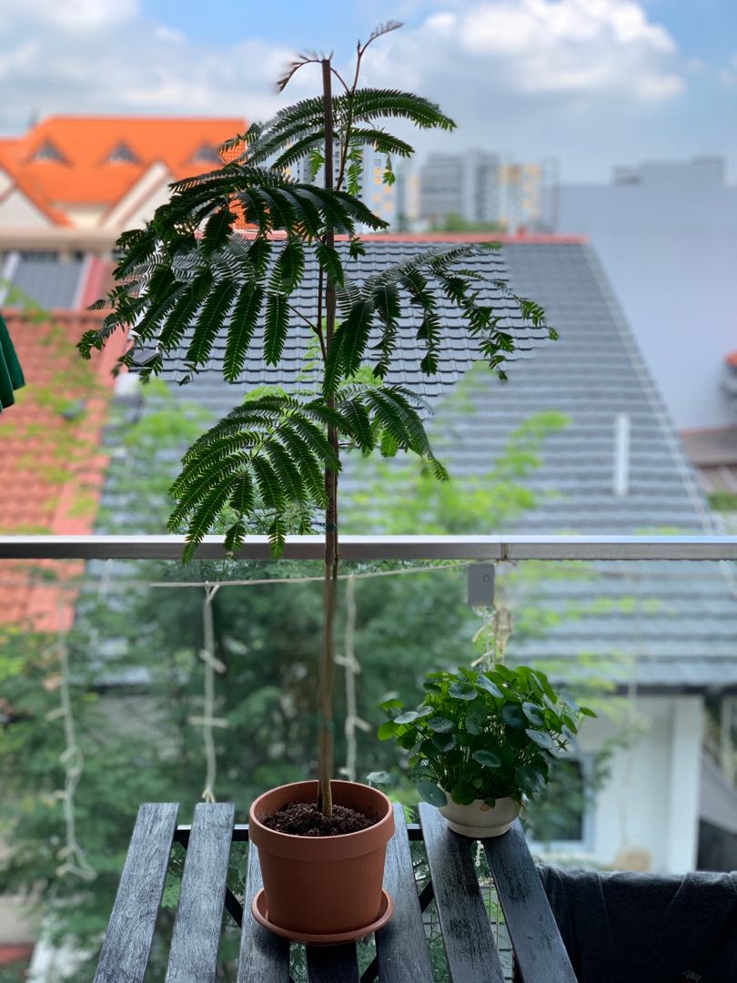 pithecellobium confertum (Everfresh Tree) -Japan breed 小豆樹, Furniture ...