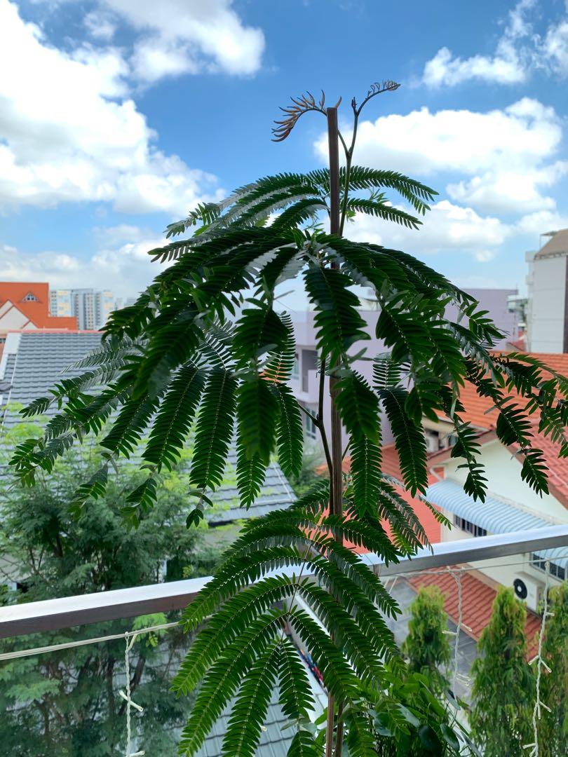 pithecellobium confertum (Everfresh Tree) -Japan breed 小豆樹, Furniture ...