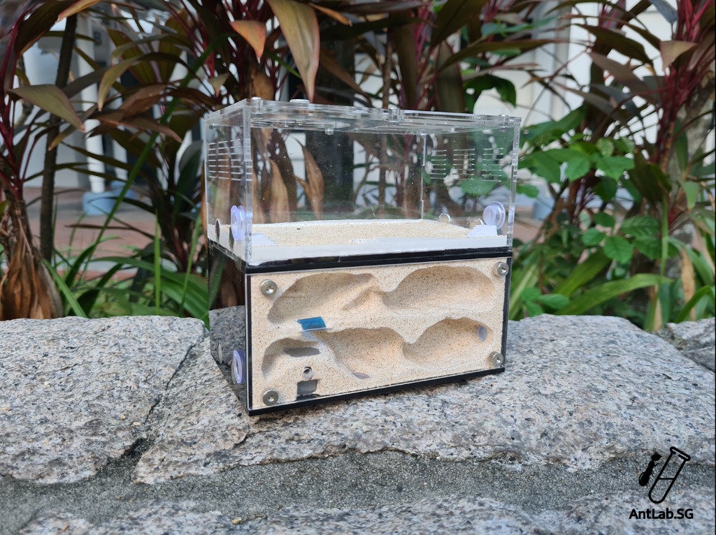 Stackable Acrylic Formicarium with Nest and Outworld, Pet Supplies, For ...