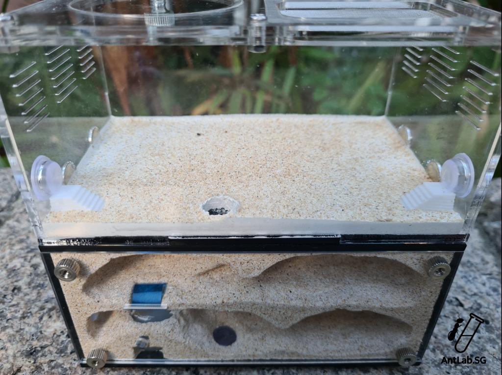 Stackable Acrylic Formicarium with Nest and Outworld, Pet Supplies, For ...