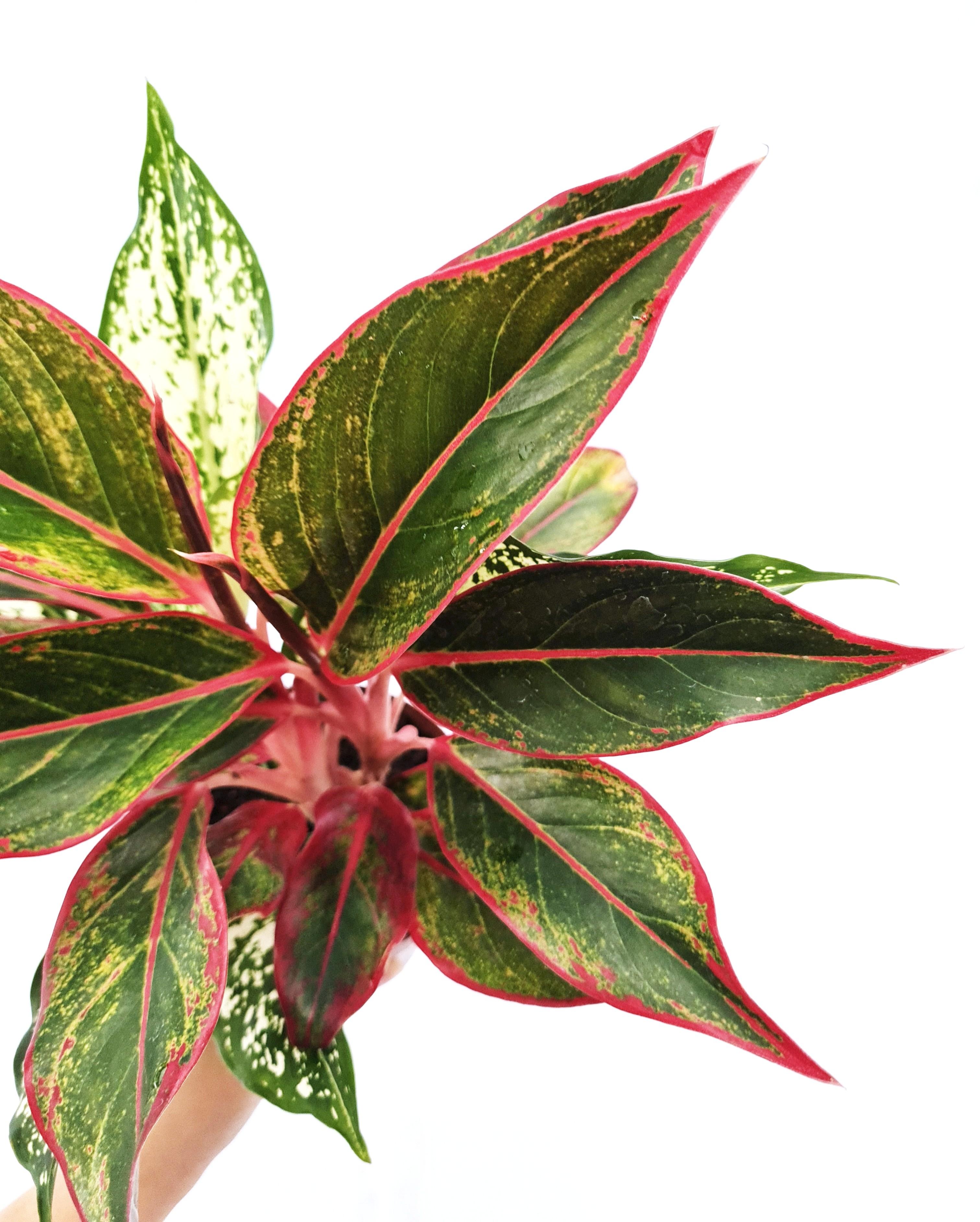 Aglaonema, Furniture & Home Living, Gardening, Plants & Seeds on Carousell