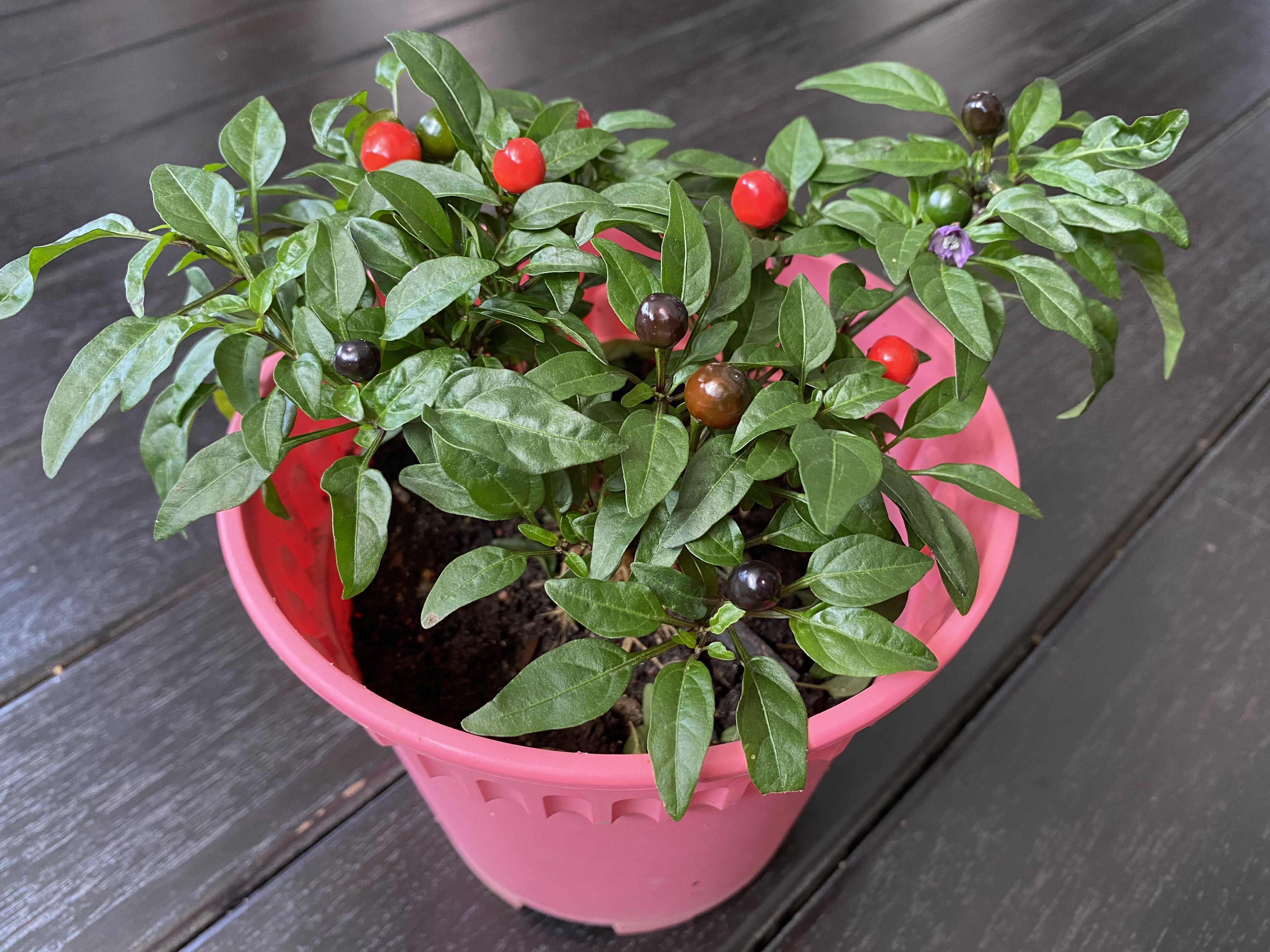 Seeds - Black pearl chilli pepper, Furniture & Home Living, Gardening ...