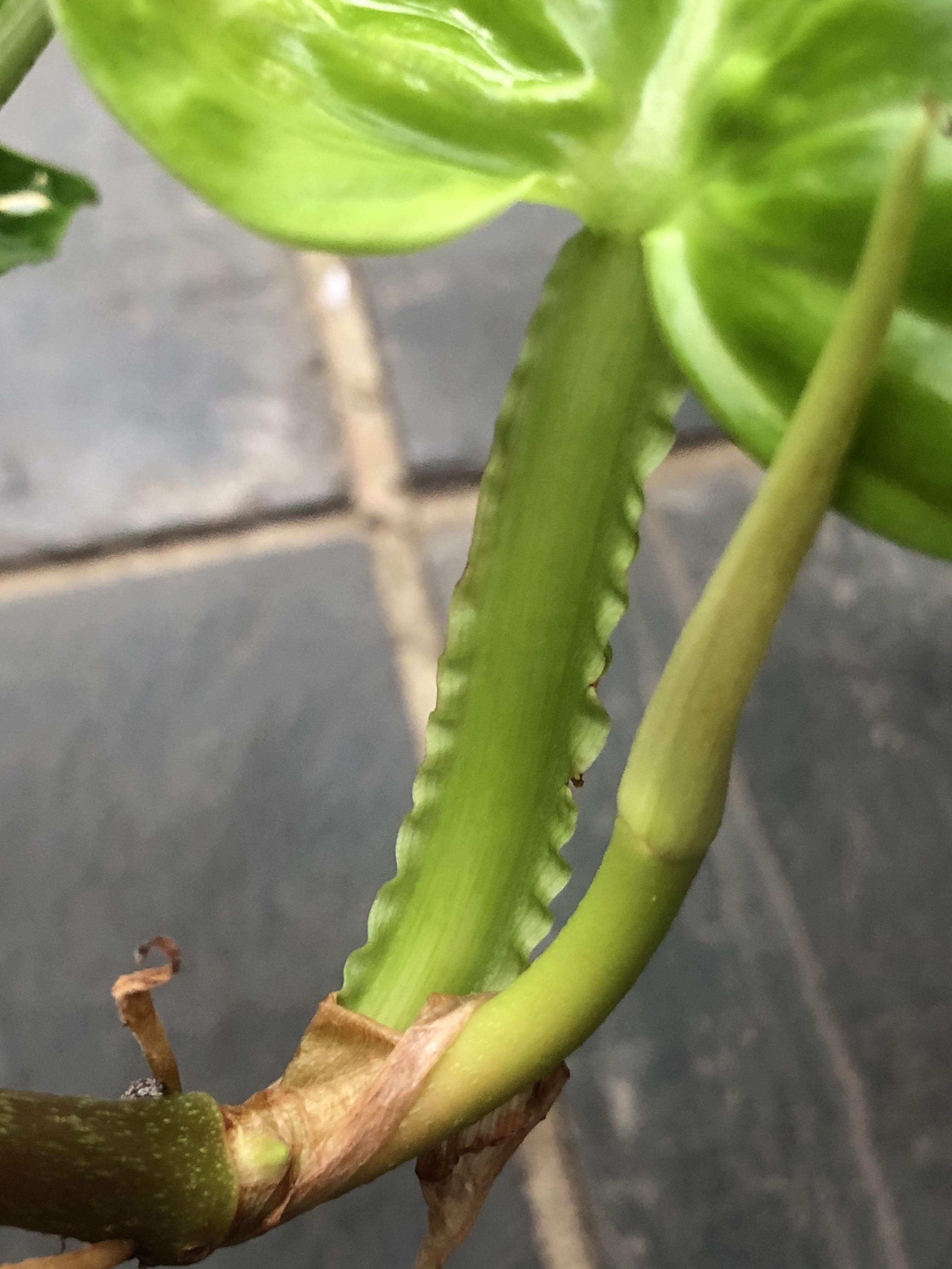 Philodendron ernestii Ecuador ruffled petiole, Furniture & Home Living ...