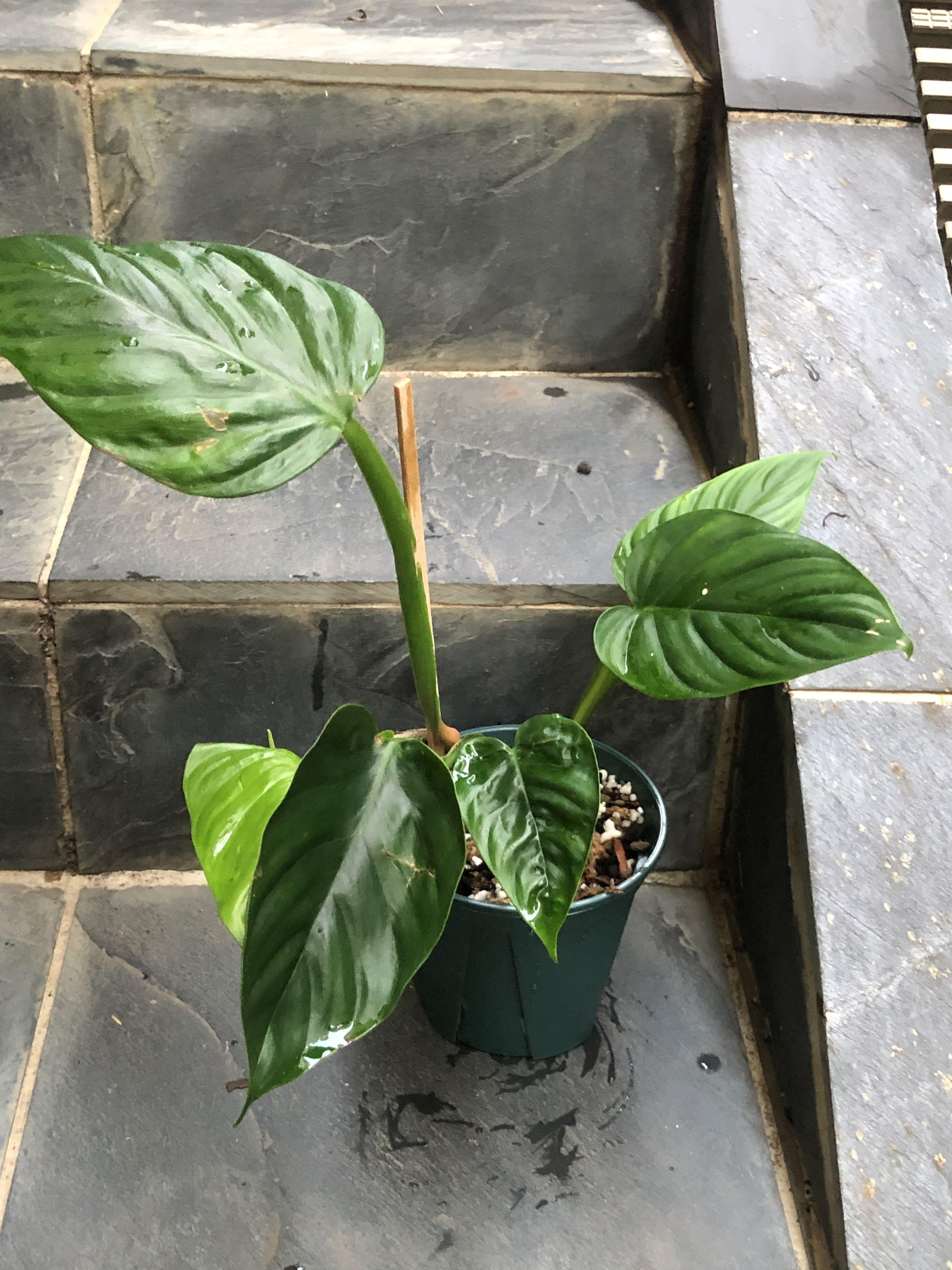 Philodendron ernestii Ecuador ruffled petiole, Furniture & Home Living ...